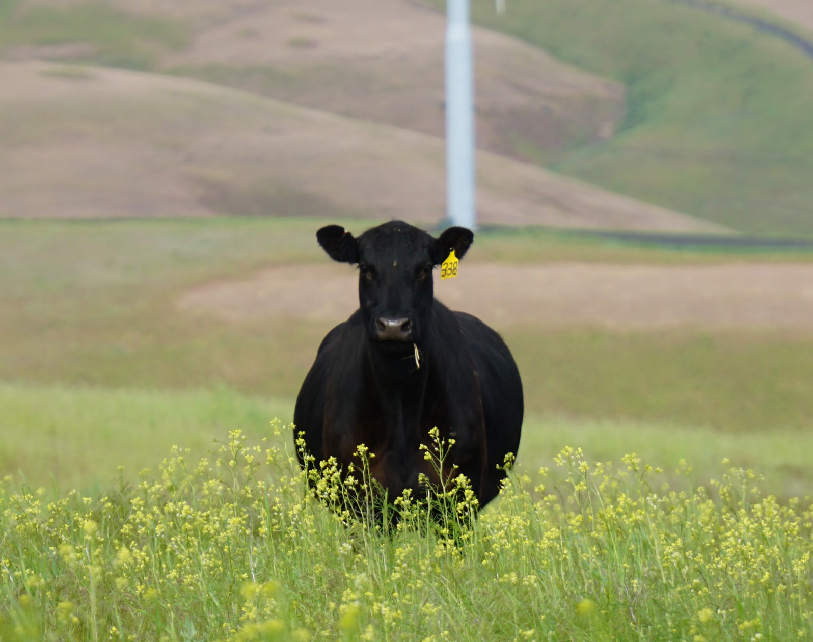 Grant Packing - Custom Processing & Retail Meats